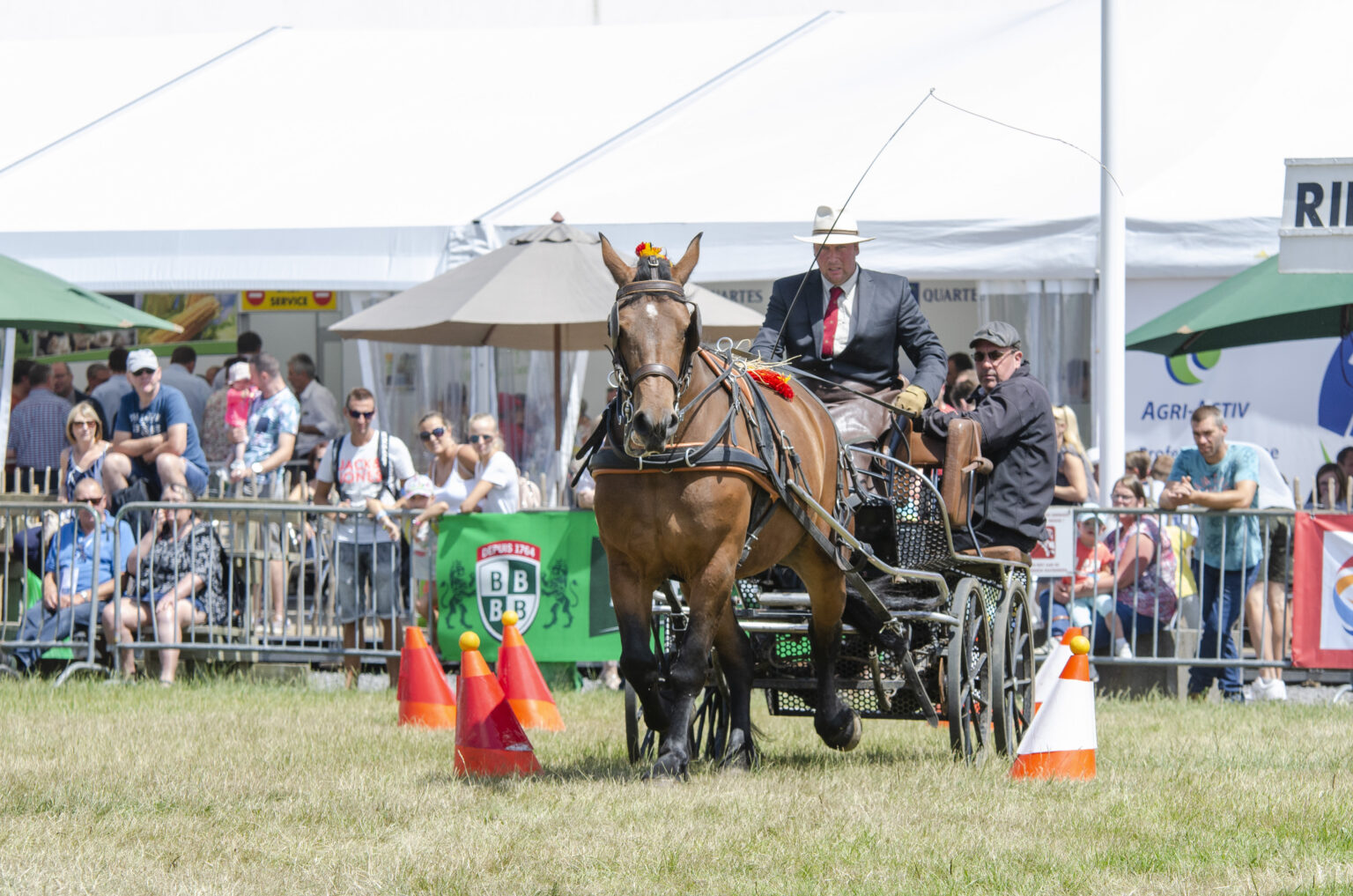 La Foire de Libramont – Studbook du Cheval de Trait Ardennais