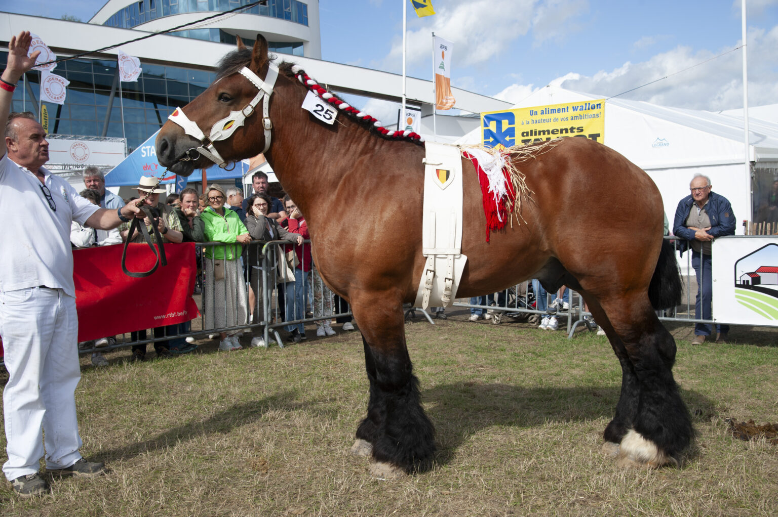 La Foire de Libramont – Studbook du Cheval de Trait Ardennais